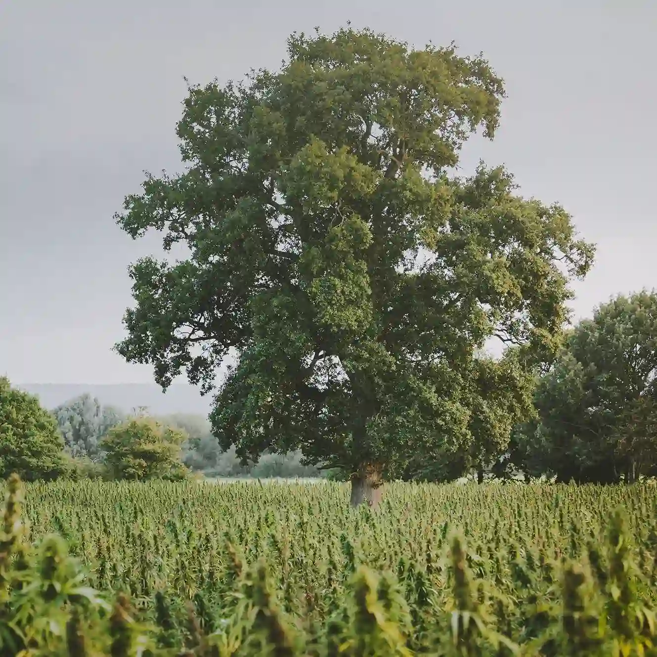 Why We Plant a Tree for Every CBD Product Sold - EthicaCBD